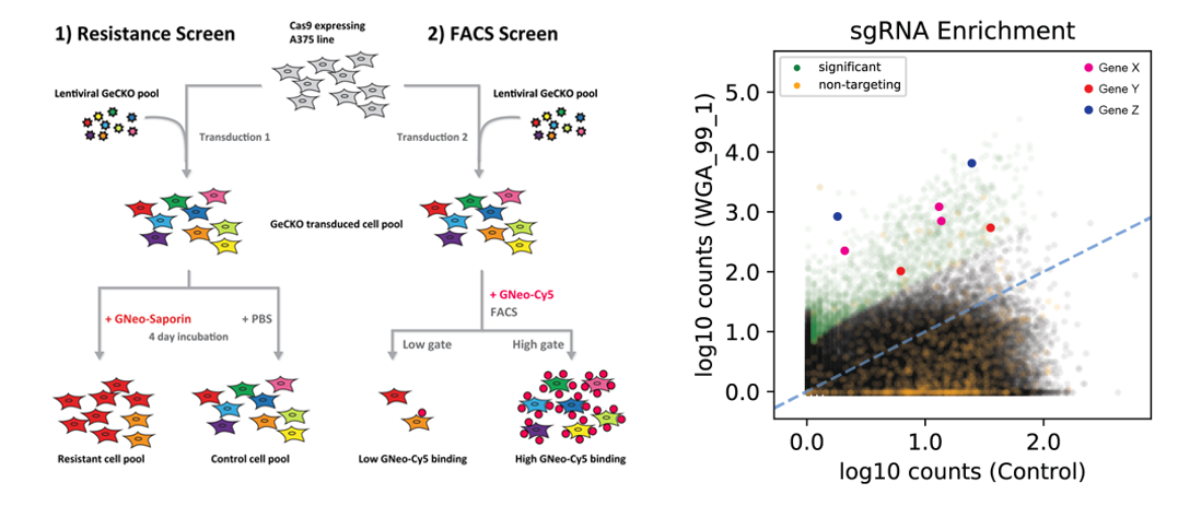 Research – Weiss Laboratory